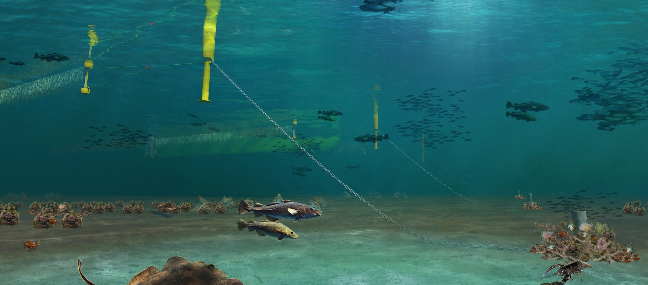 Introducing the world’s first commercial-scale seaweed farm located ...