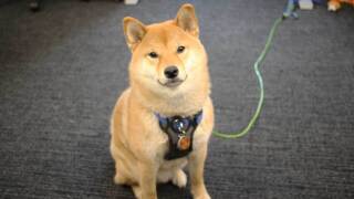 Photos: Meet 11 dogs at Amazon's Culver City office in Los Angeles