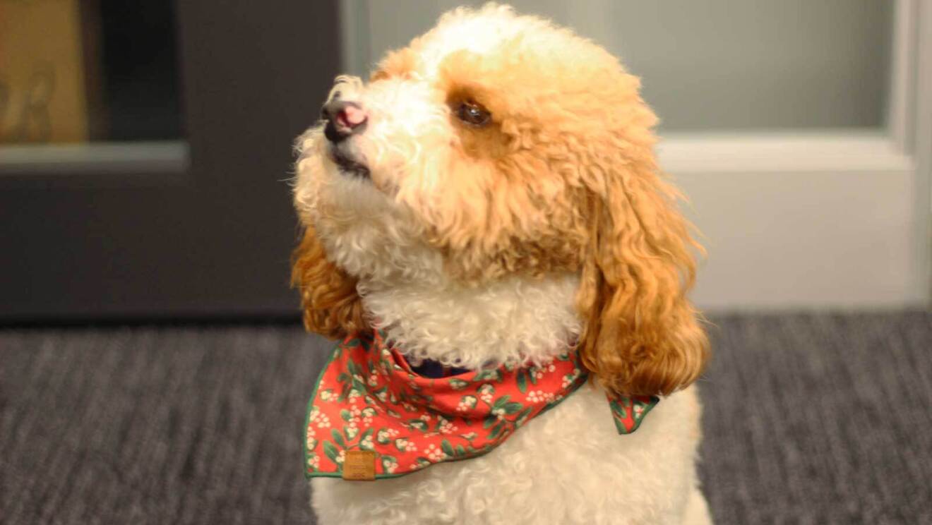 Photos: Meet 11 dogs at Amazon's Culver City office in Los Angeles