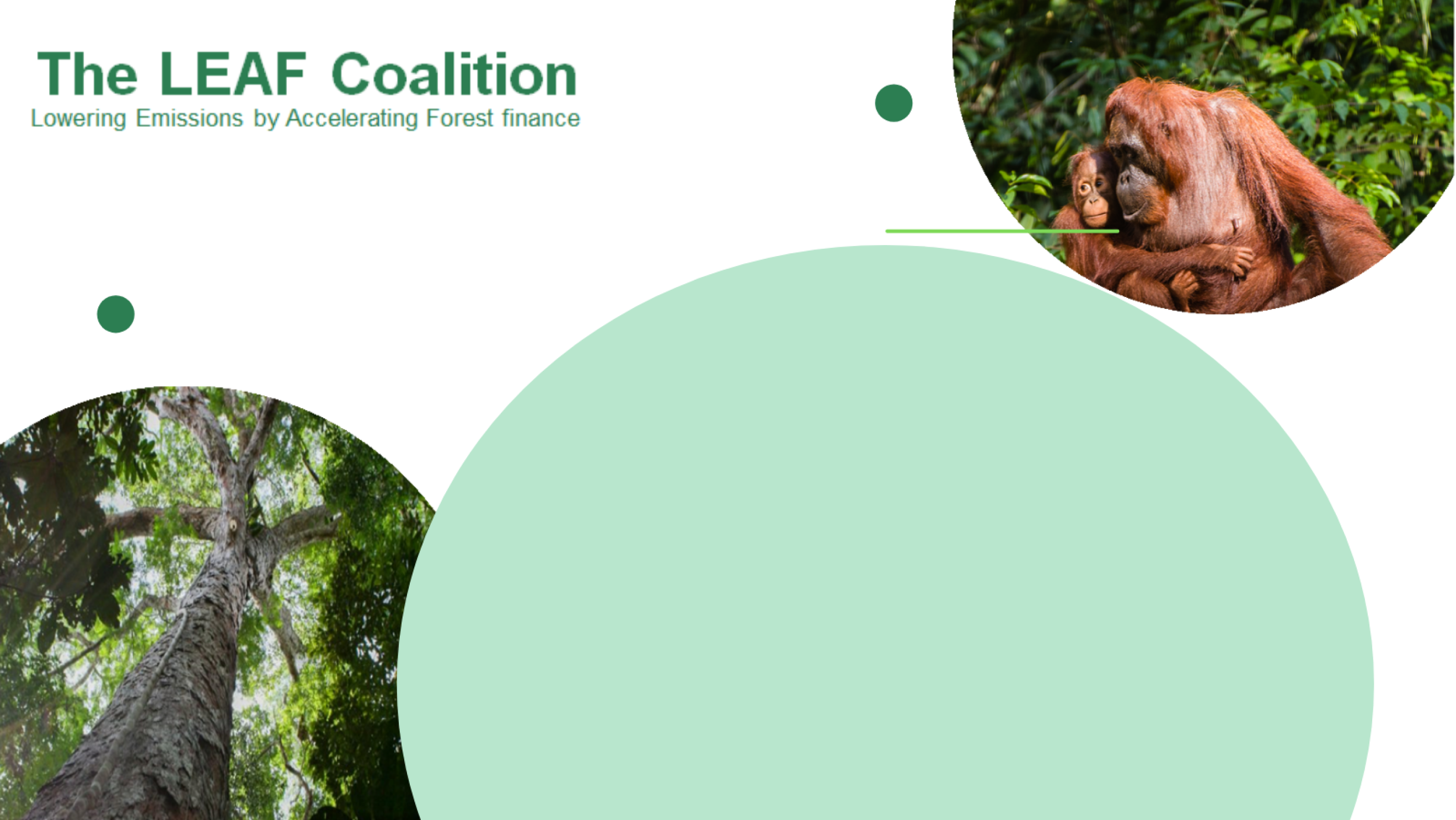 Amazon schließt sich globaler Initiative zum Schutz tropischer Regenwälder an - About Amazon ...