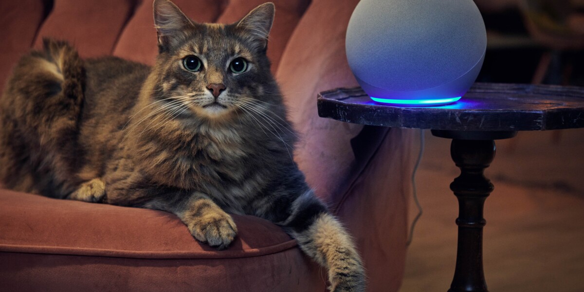 “Alexa, help my cat relax” - About Amazon UK